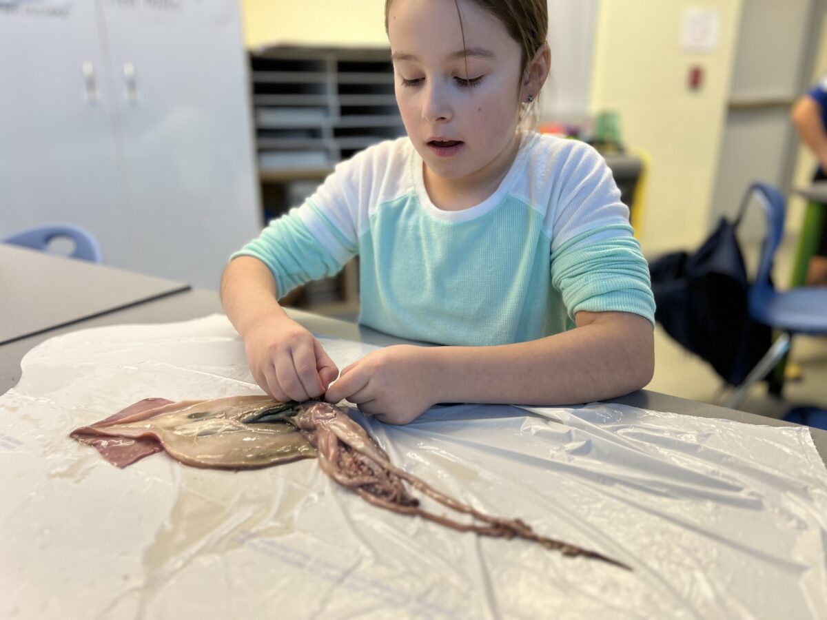 Diving Deeper Into Ocean Education – New Logic Marine Science Camp