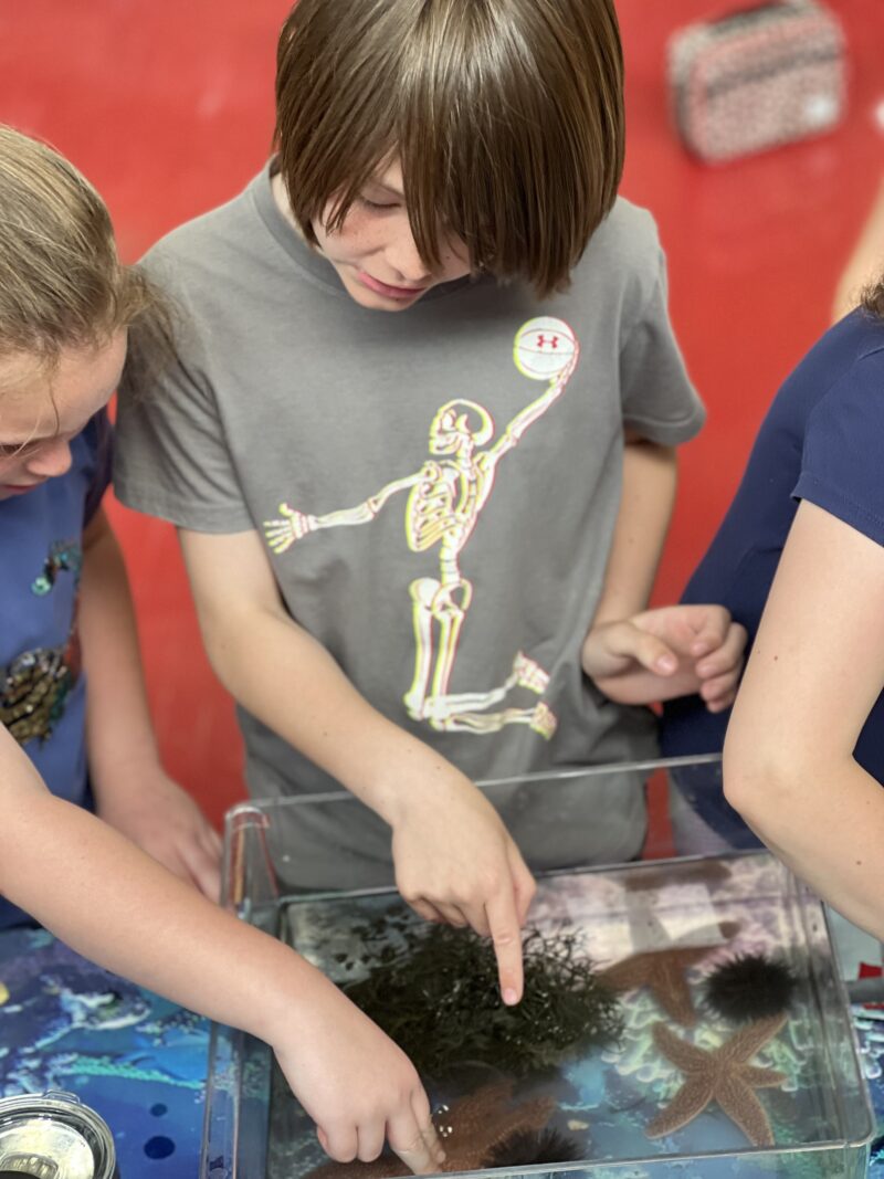 Diving Deeper Into Ocean Education – New Logic Marine Science Camp